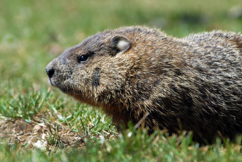 Young Groundhog in Tree stock image. Image of hiding, outdoor - 9674827