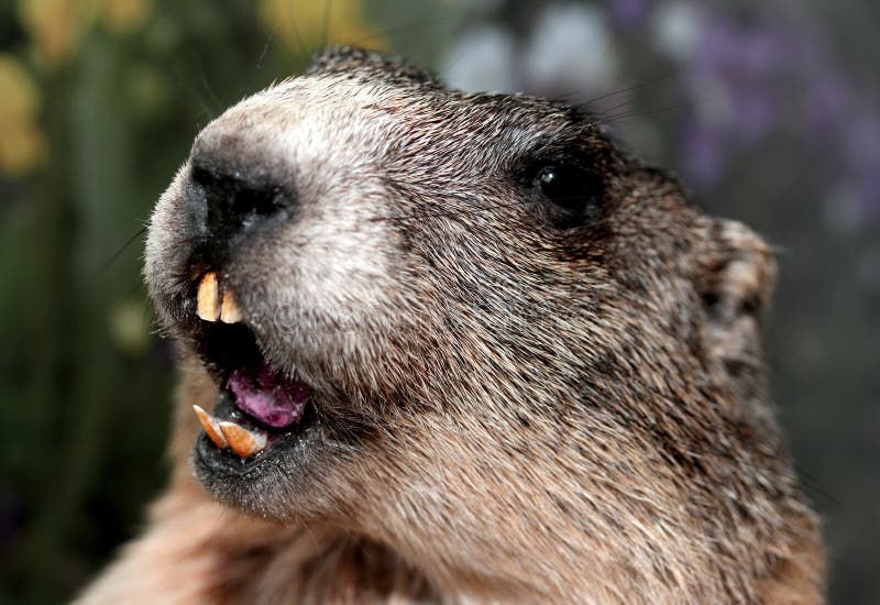 Groundhog with Yellow Teeth while Whistling Stock Image - Image of ...