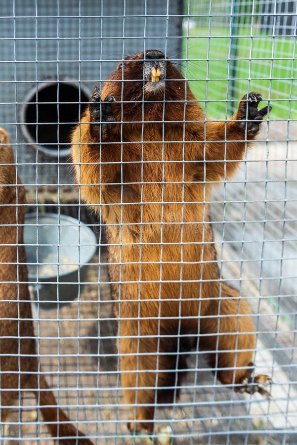 Groundhogs in Kennel Cages in Spring Stock Image - Image of face ...
