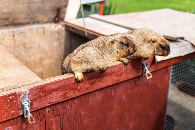 Groundhogs in Kennel Cages in Spring Stock Photo - Image of farm, head ...