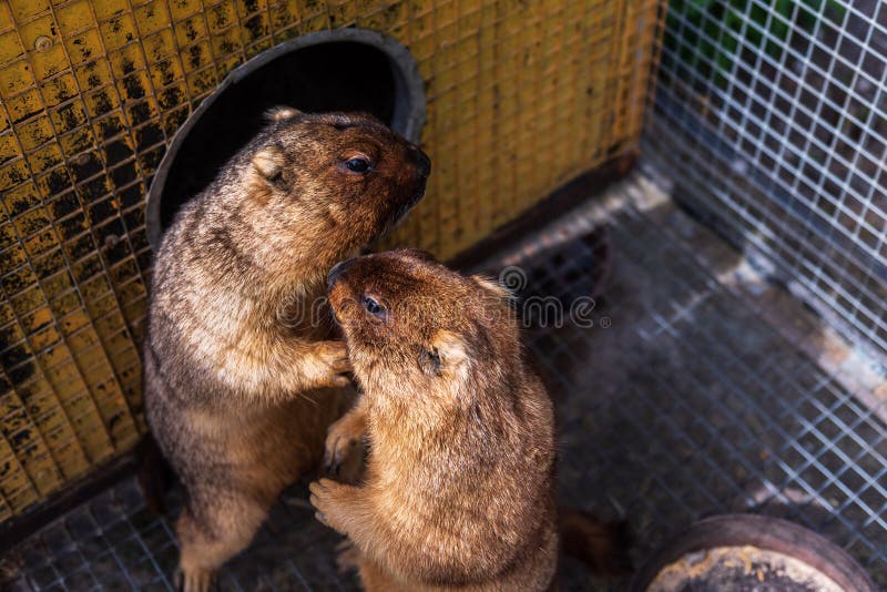 Groundhogs in Kennel Cages in Spring Stock Photo - Image of wild, eyes ...