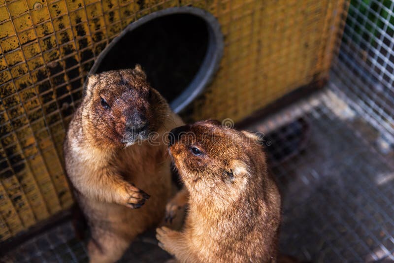 Groundhogs in Kennel Cages in Spring Stock Photo - Image of brown, farm ...
