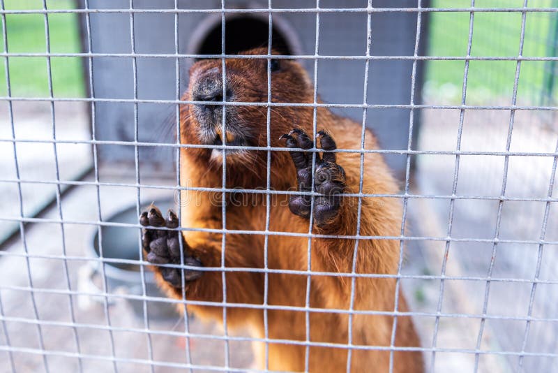 Groundhogs in Kennel Cages in Spring Stock Photo - Image of nature ...