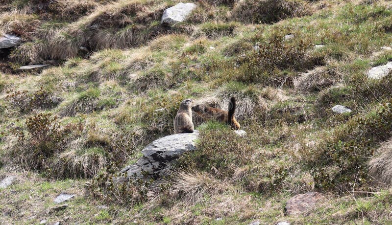 Groundhogs are Playing in the Wild Stock Image - Image of hanging ...