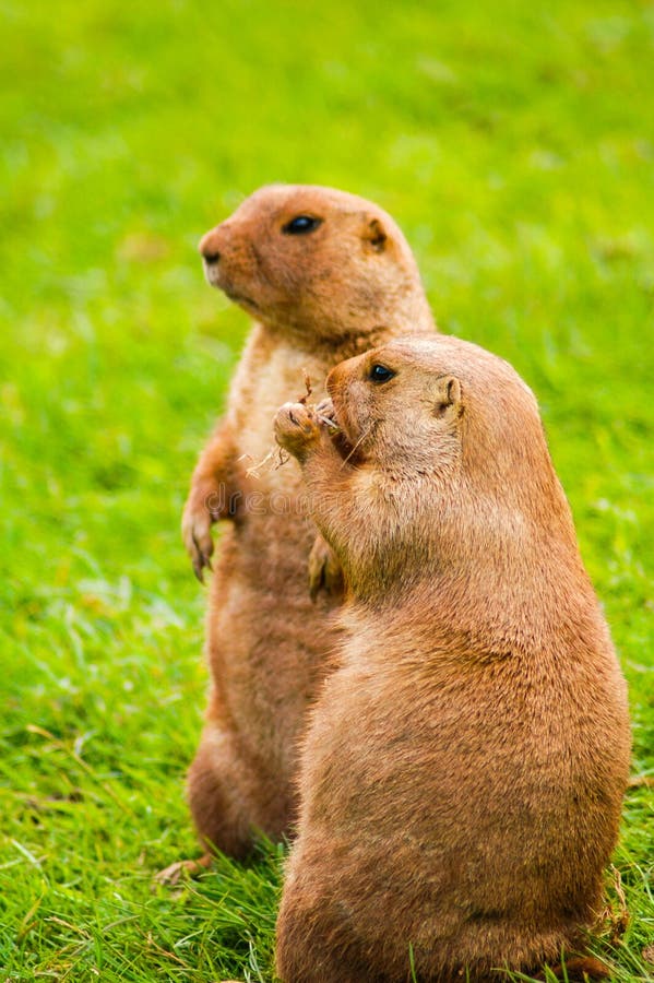 Funny Faced Young Groundhog Showing Teeth Stock Image - Image of mammal ...