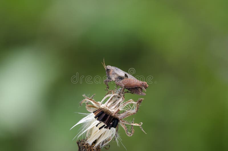 Groundhopper stock image. Image of meadow, close, tetrix - 41664301