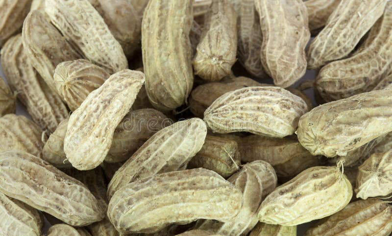 Groundnut stock image. Image of healthy, natural, nutrition - 48716579