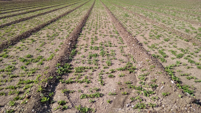 Groundnut crop in the farm stock photo. Image of groundnutoil - 174904938