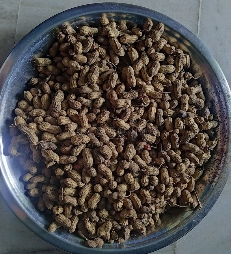 Groundnut stock image. Image of cuisine, fruit, snack - 231907791