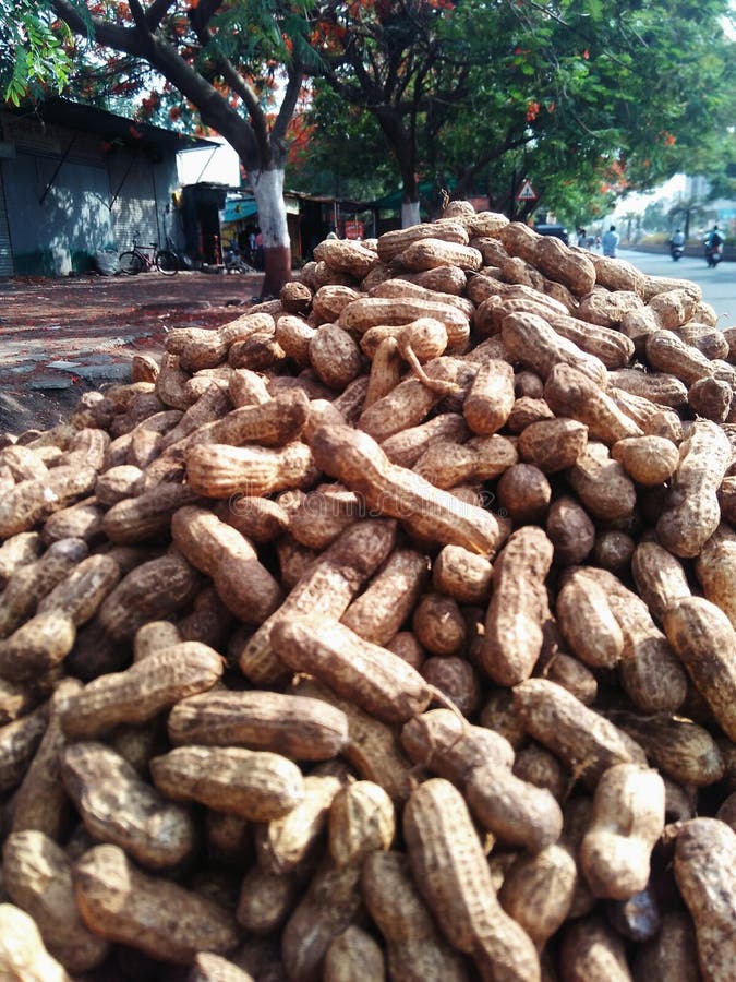 Groundnut stock photo. Image of healdhy, shoot, group - 117847172