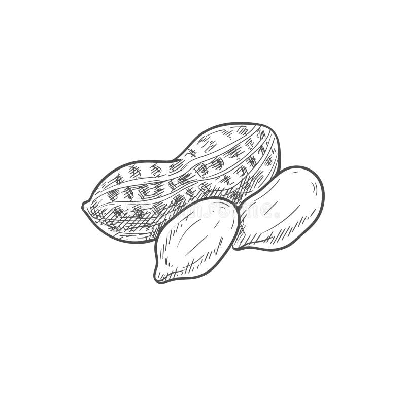Groundnut Stock Illustrations – 1,573 Groundnut Stock Illustrations ...