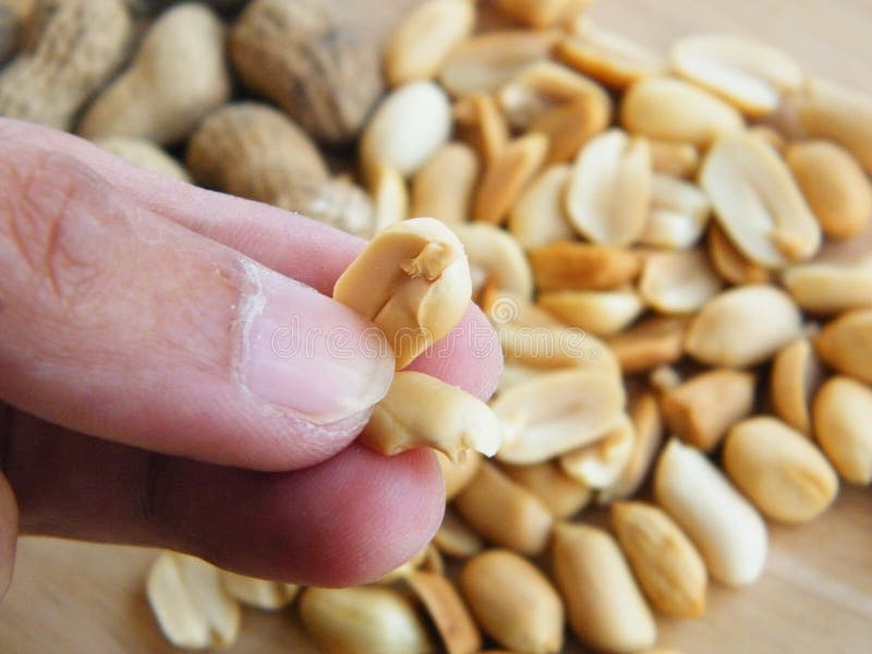 Groundnut or peanut stock photo. Image of commodity - 106149928