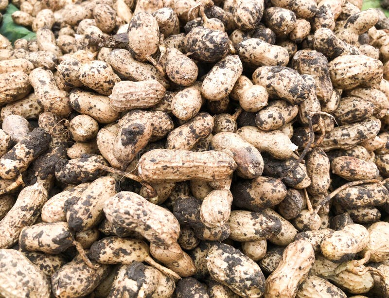 Groundnut peanuts stock image. Image of closeup, nature - 138742573