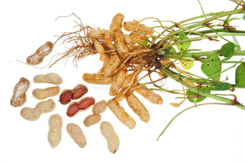 Groundnut Plant stock photo. Image of meal, green, snack - 20996042