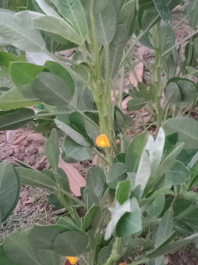 Groundnut Plant and Flower stock image. Image of flower - 316075305