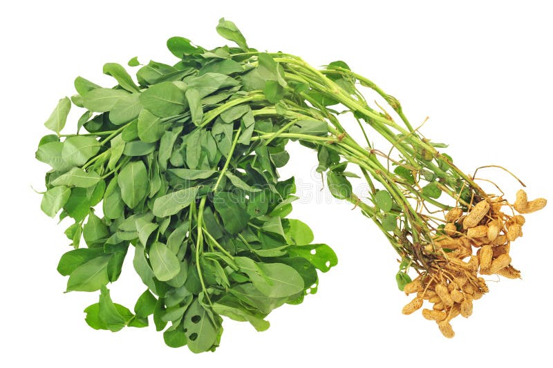 Groundnut Plants stock photo. Image of peel, ground, plant - 21859308