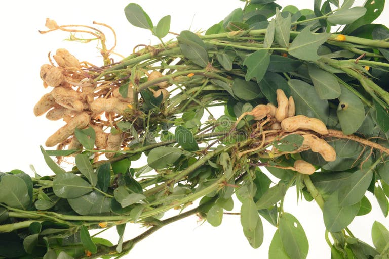 Groundnut Plants stock image. Image of husk, produce - 31387641