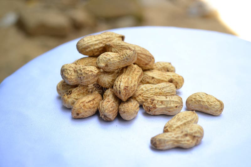 Groundnut in shells stock photo. Image of legume, farm - 57577016