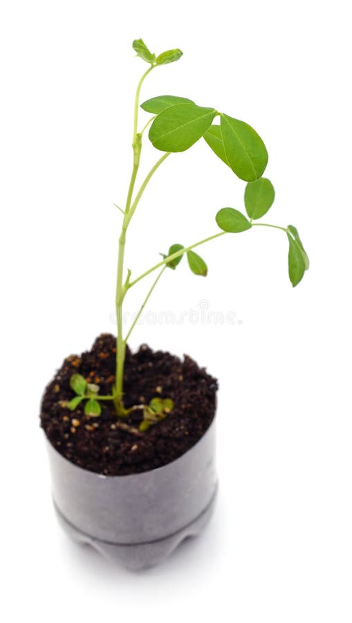 Groundnut seedling stock image. Image of beginning, germinate - 83383295