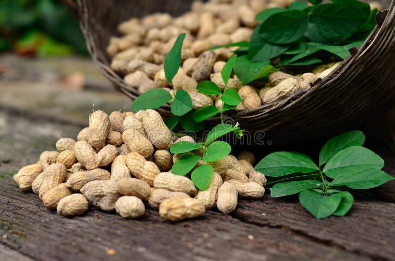 Roasted whole groundnuts stock image. Image of legume - 13079719