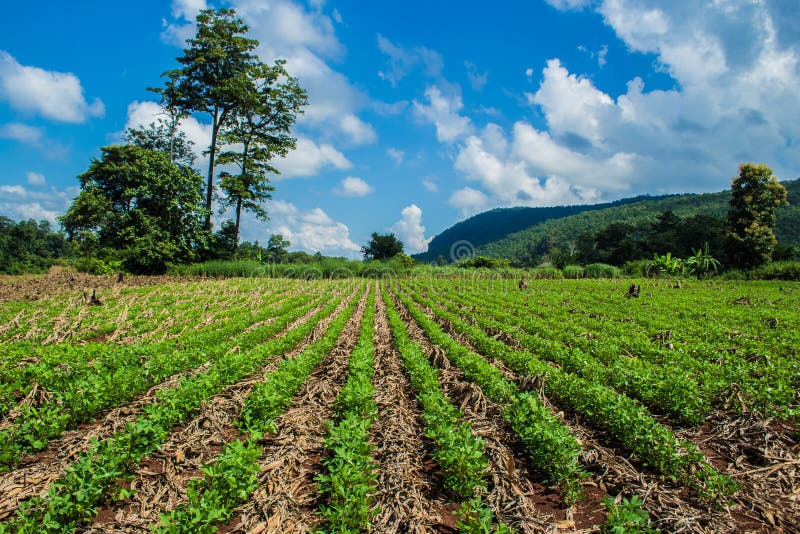 Peanut Plantation Field Bean Stock Photo - Image of organic, grain ...
