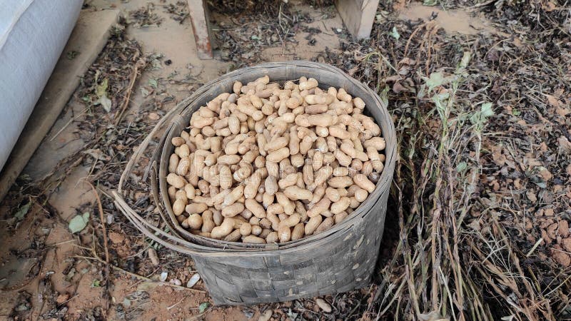 Groundnuts or Peanuts after Removing from the Plant Stock Image - Image ...