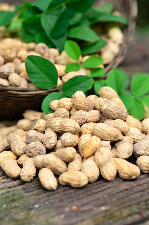 Groundnuts stock photo. Image of closeup, nutritious - 35402494