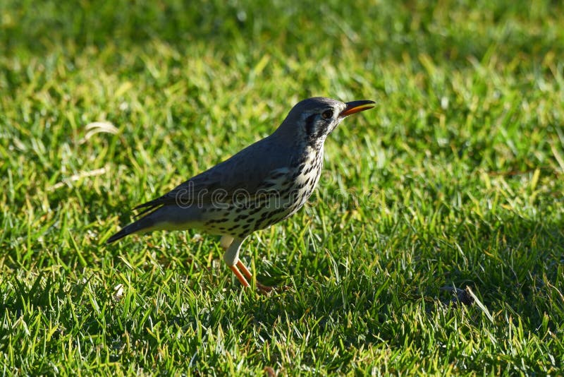 Groundscraper Thrush Psophocichla Litsipsirupa Stock Photo - Image of ...