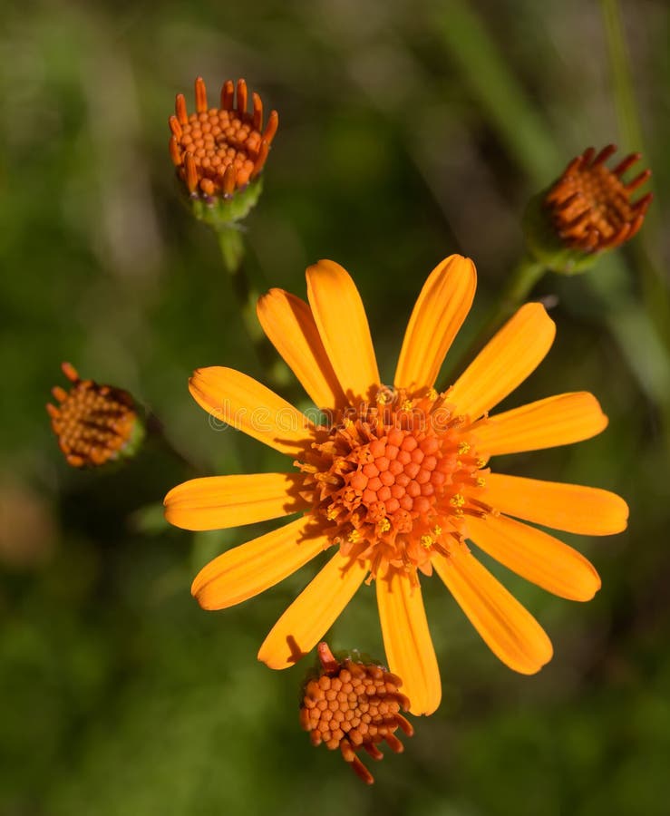 Groundsel stock image. Image of mountain, flowers, ragwort - 59461275