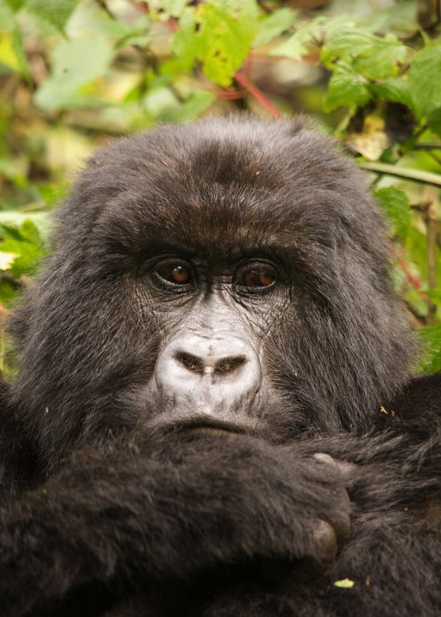 Group 13 Female Mountain Gorilla Picture. Image: 6438933