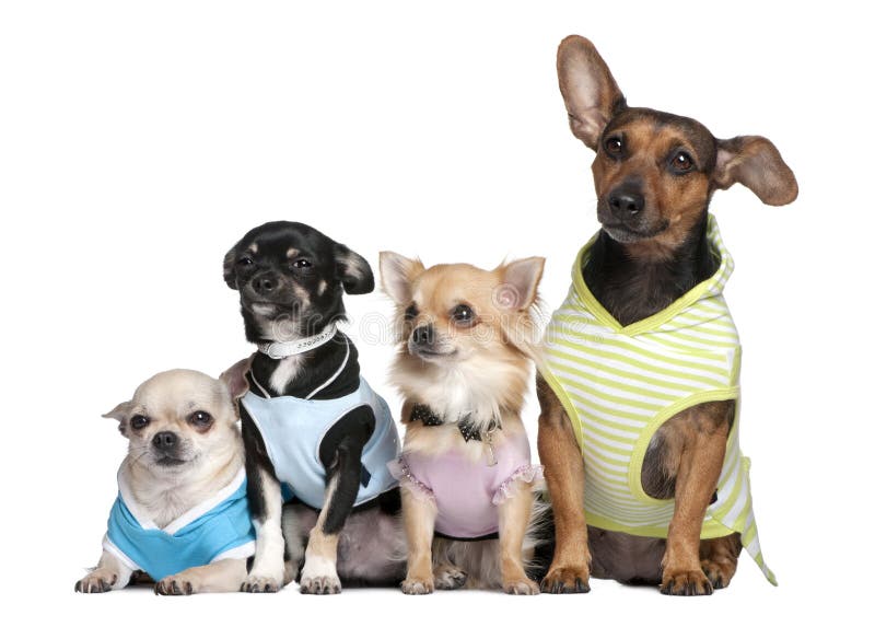 Group of mixed-breeds stock photo. Image of length, mixed - 15358252