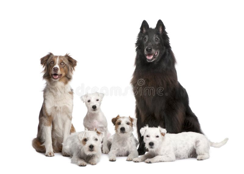 Group of breed dogs stock image. Image of airedale, looking - 86471073