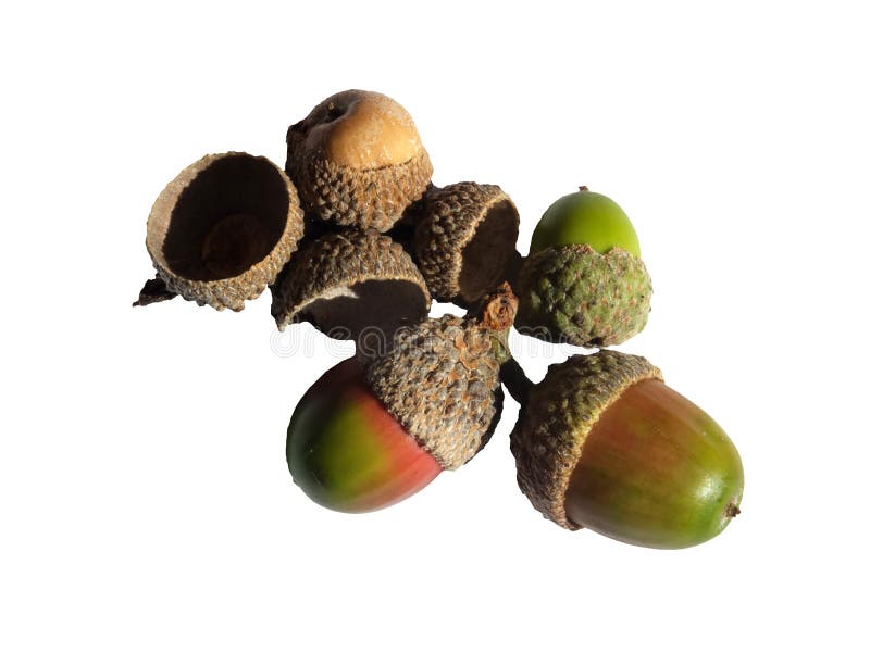 Group of Acorns with Green and Red Colors on a White Background Stock ...