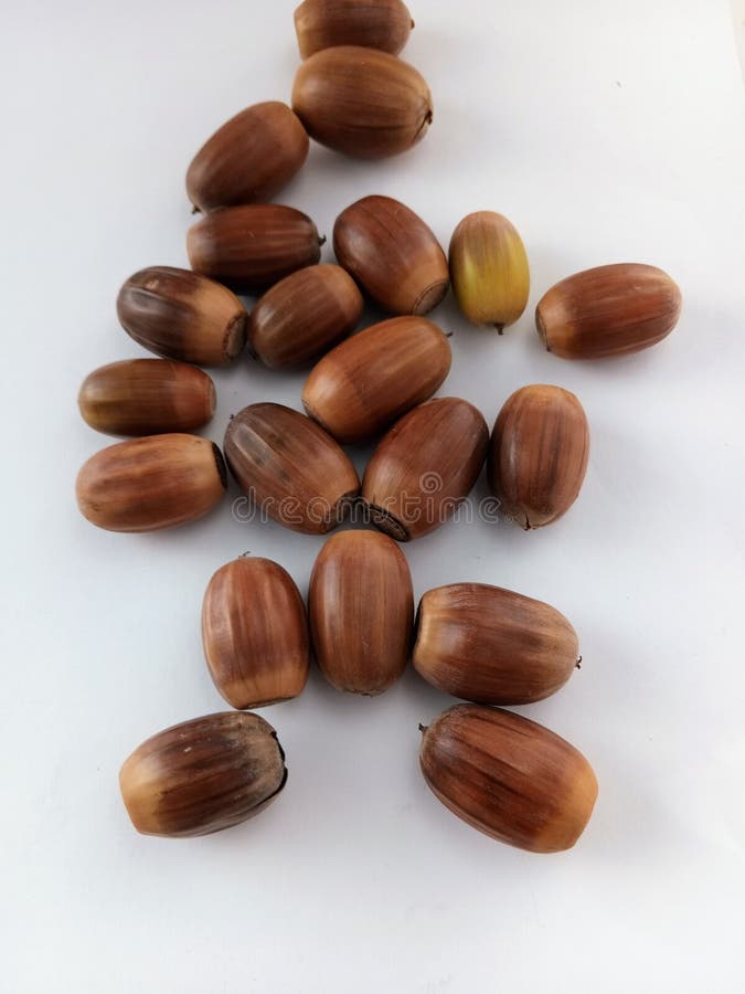 Group of Acorns on a White Background Stock Image - Image of acorns ...