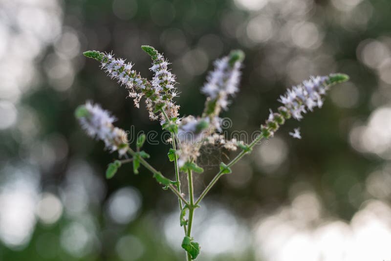 Group of Actaea Racemosa Flowers: White Efflorescence Stock Photo ...