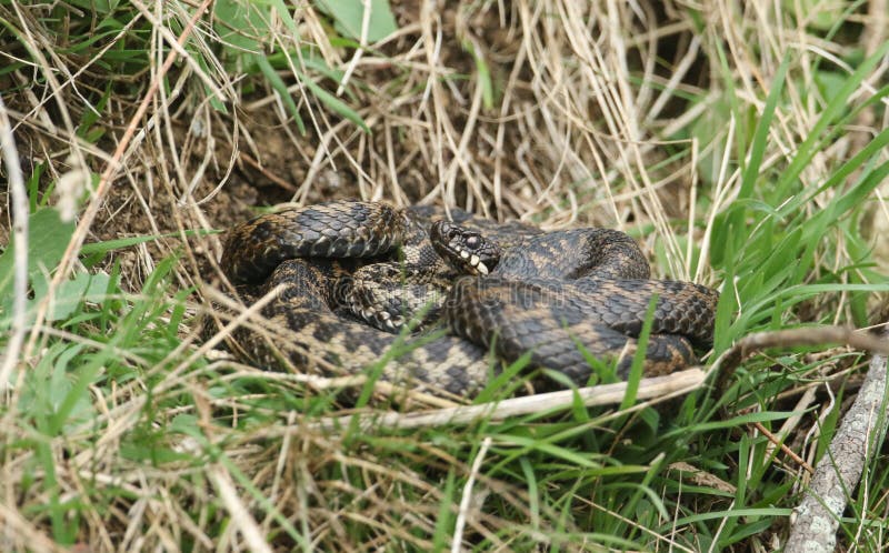 A Group of Adders Vipera Berus Coiled Together in the Grass. Stock ...