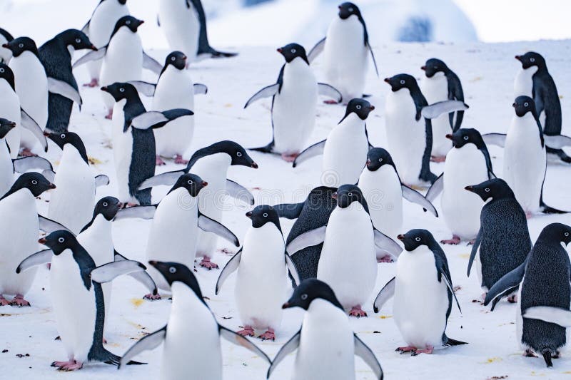 Group of Adelie Penguin on the Snow. Antarctica, Southern Pole Stock ...