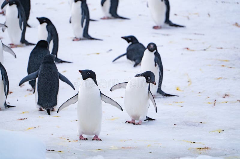 Group of Adelie Penguin on the Snow. Antarctica, Southern Pole Stock ...