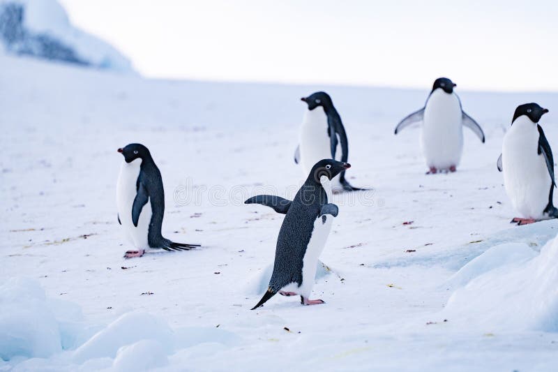 Group of Adelie Penguin on the Snow. Antarctica, Southern Pole Stock ...