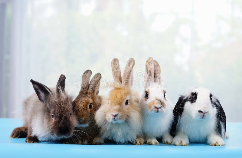 Group of Adorable Bunny, Bunny Easter Concept Stock Image - Image of ...