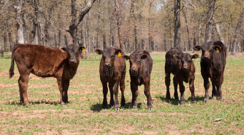 Group of Adorable Calves in Spring Pasture Stock Image - Image of ...