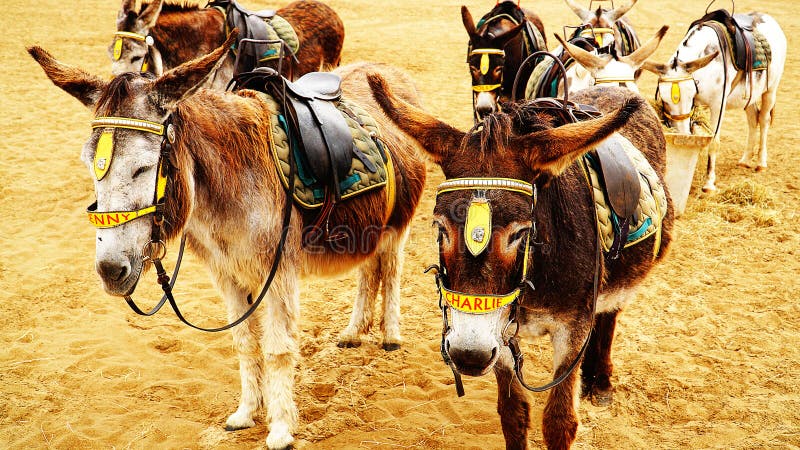 Group of Adorable Catalan Donkeys with Traditional Bridles and Saddles ...
