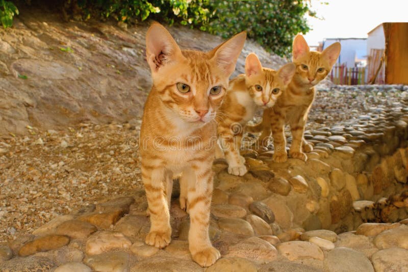 Group of Adorable Egyptian Stray Cat Siblings Stock Image - Image of ...
