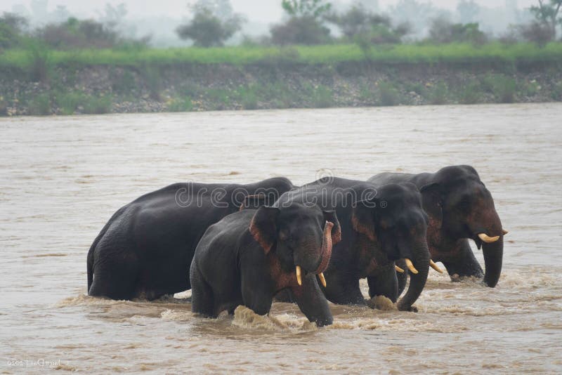 Group of Adorable Indian Elephants Walking in the River Stock Photo ...