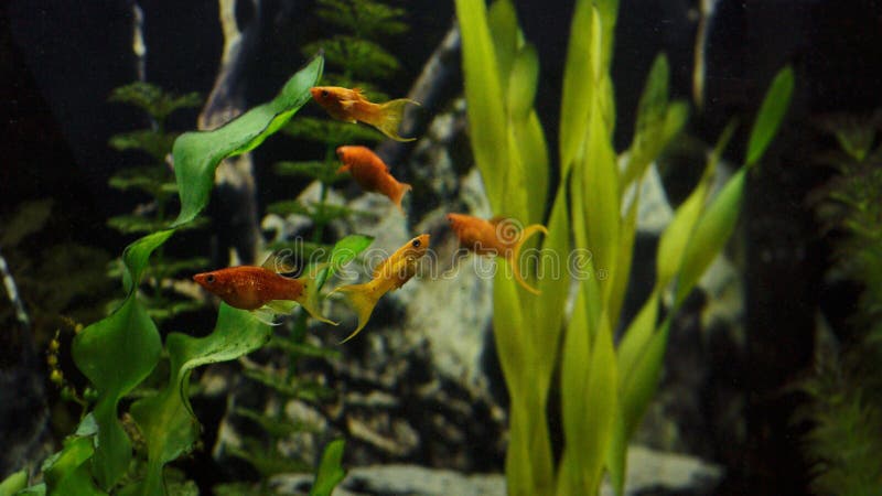 Group of Adorable Small Common Molly Fish Swimming in the Aquarium ...