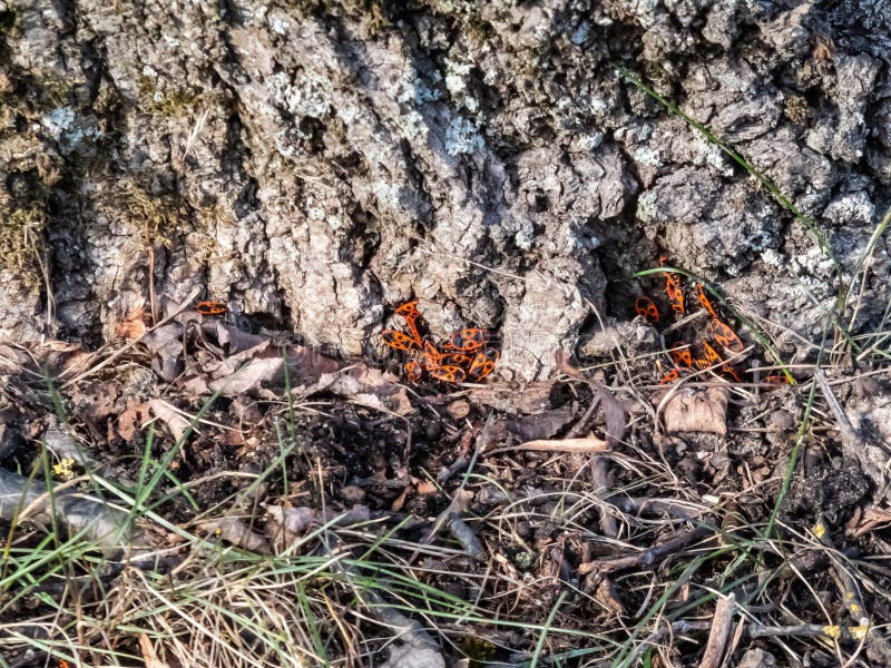 Group of Adult Red and Black Firebugs in the Early Spring Showing ...