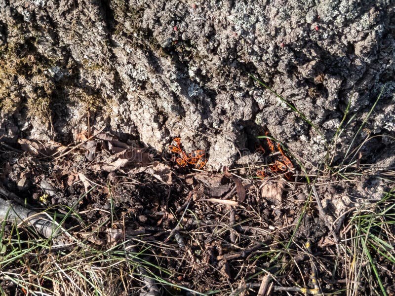 Group of Adult Red and Black Firebugs in the Early Spring Showing ...
