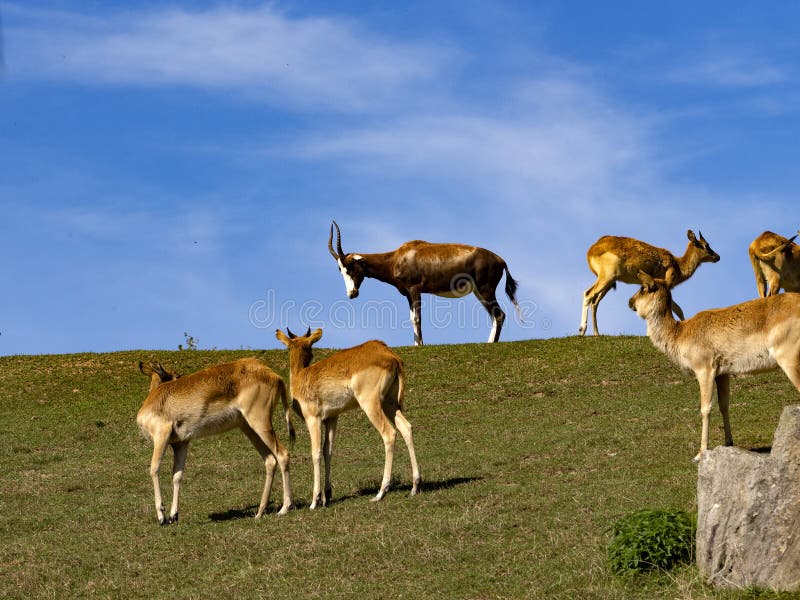 Group of African Antelope Stands on Top of a Heath Stock Image - Image ...
