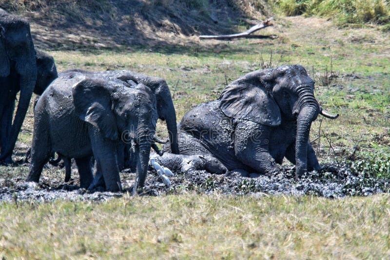 Group, African Elephant, Loxodonta Africana, Bathing in Mud, South ... Group, African Elephant, Loxodonta Africana, Bathing in Mud, South ...