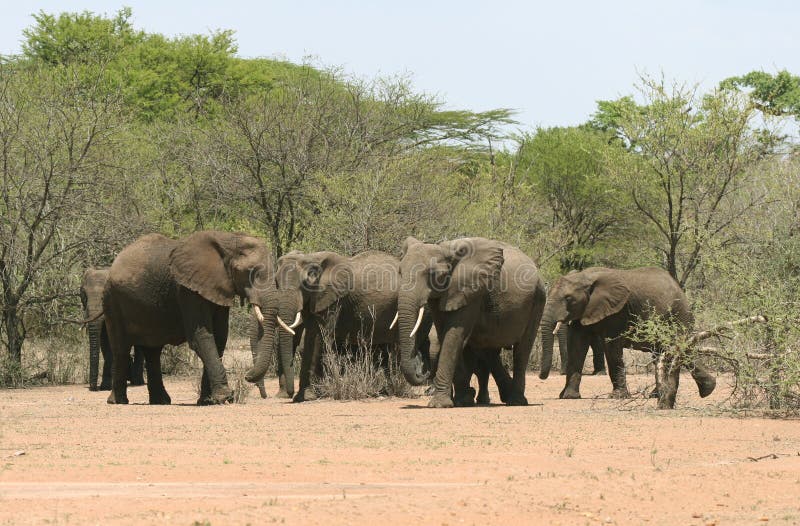 African scenery stock photo. Image of mammal, herds, conservation - 7893398